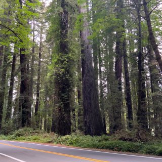 Ancient Redwoods RV Park - Redcrest, California - RV LIFE Campground ...